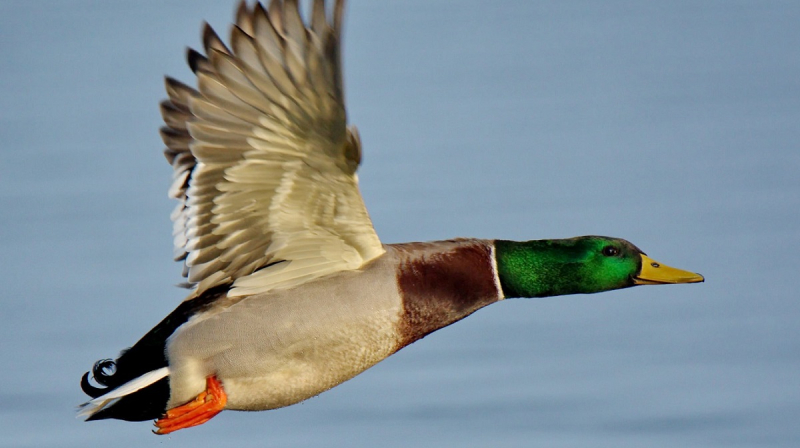 Не в этот раз: авторитетные инсайдеры развенчали слух о сделке | ITnet